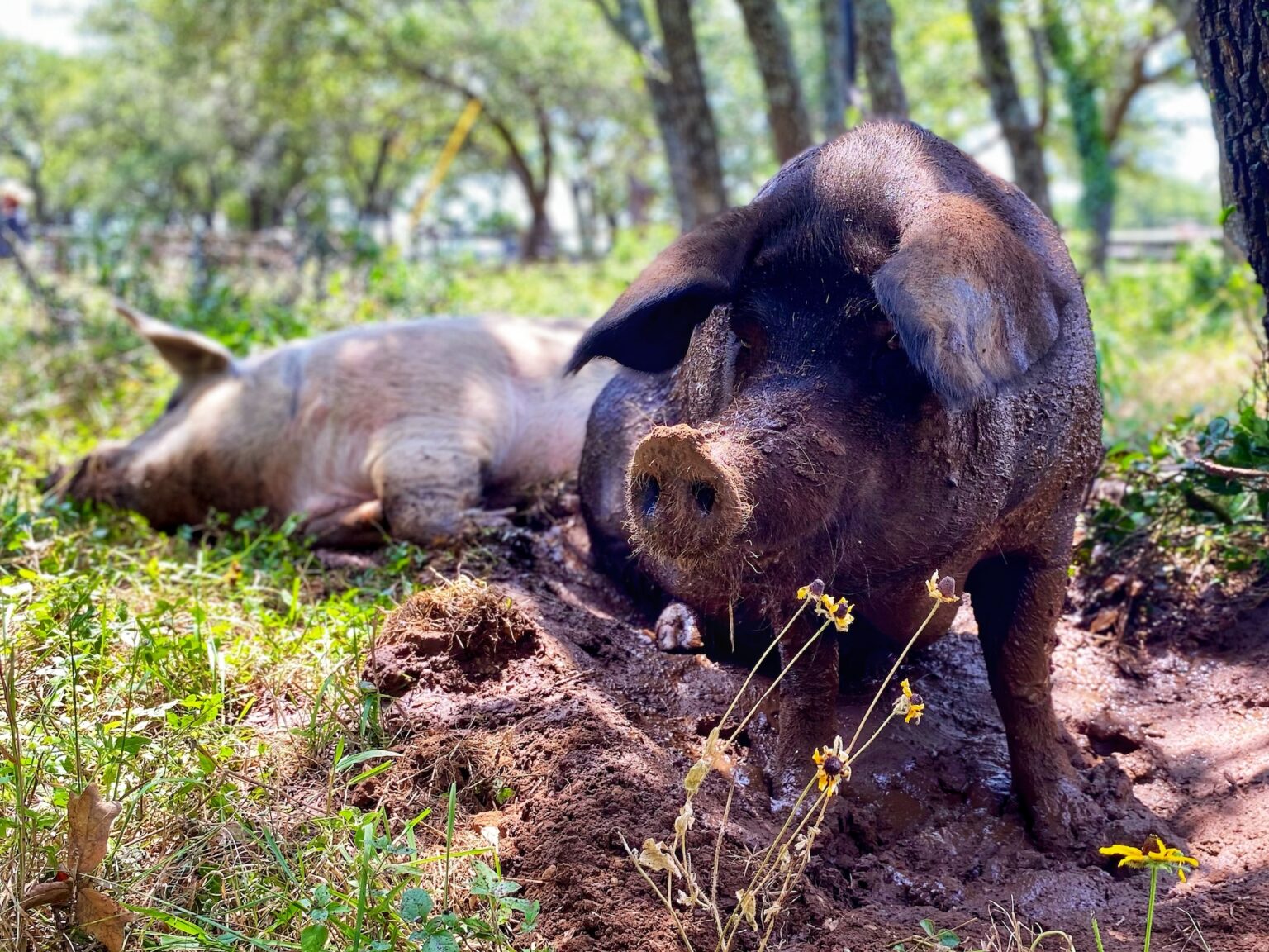 How to Raise Pigs: Beginner's Guide to Paddock Setup, Feeding, and Care ...